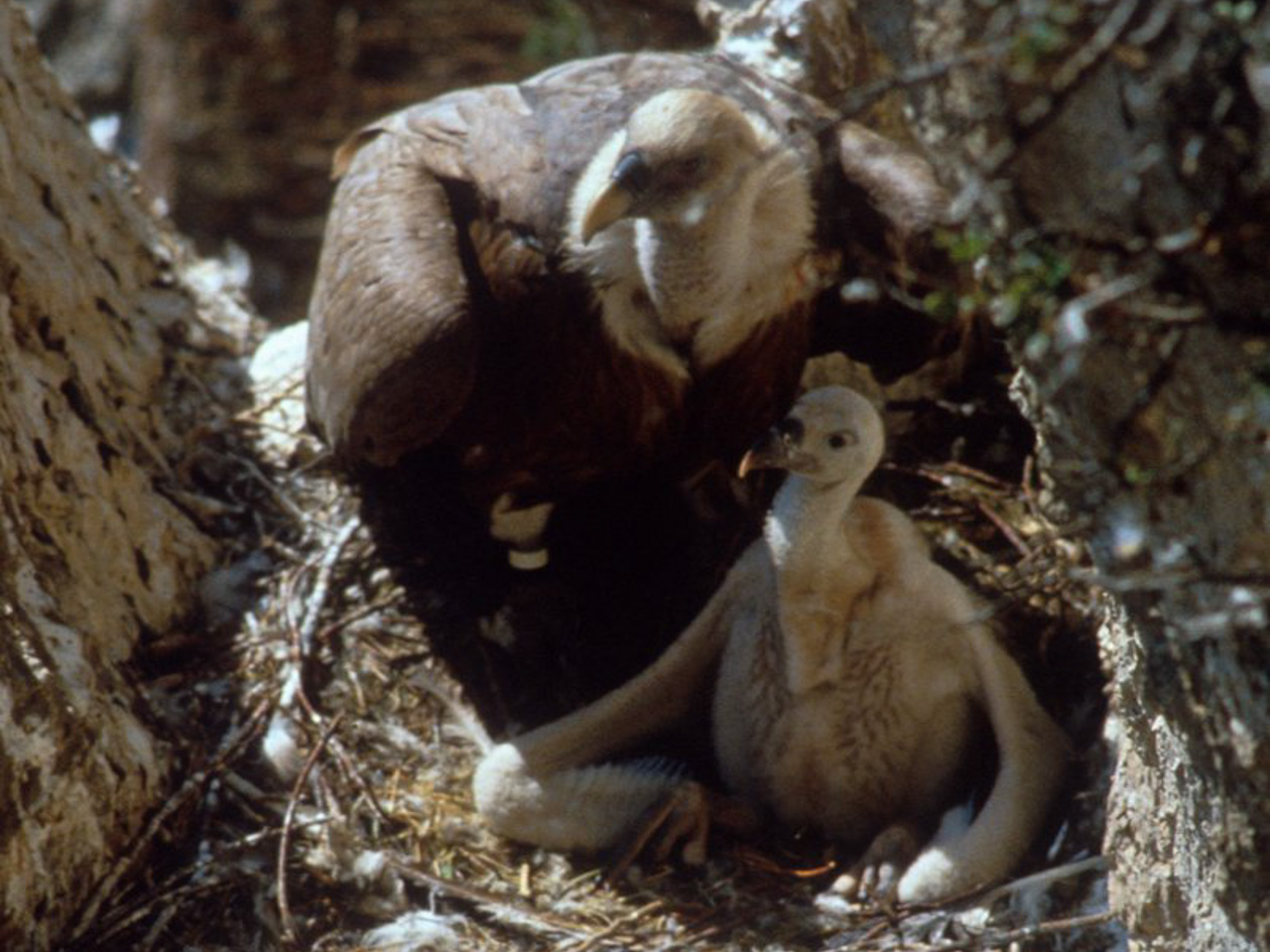 Record number of griffon vulture chicks hatch in the Rhodope Mountains ...